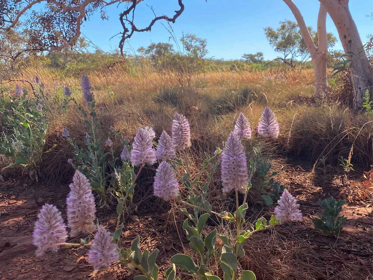 Australian Escapes: The Pilbara | Bondi Wash