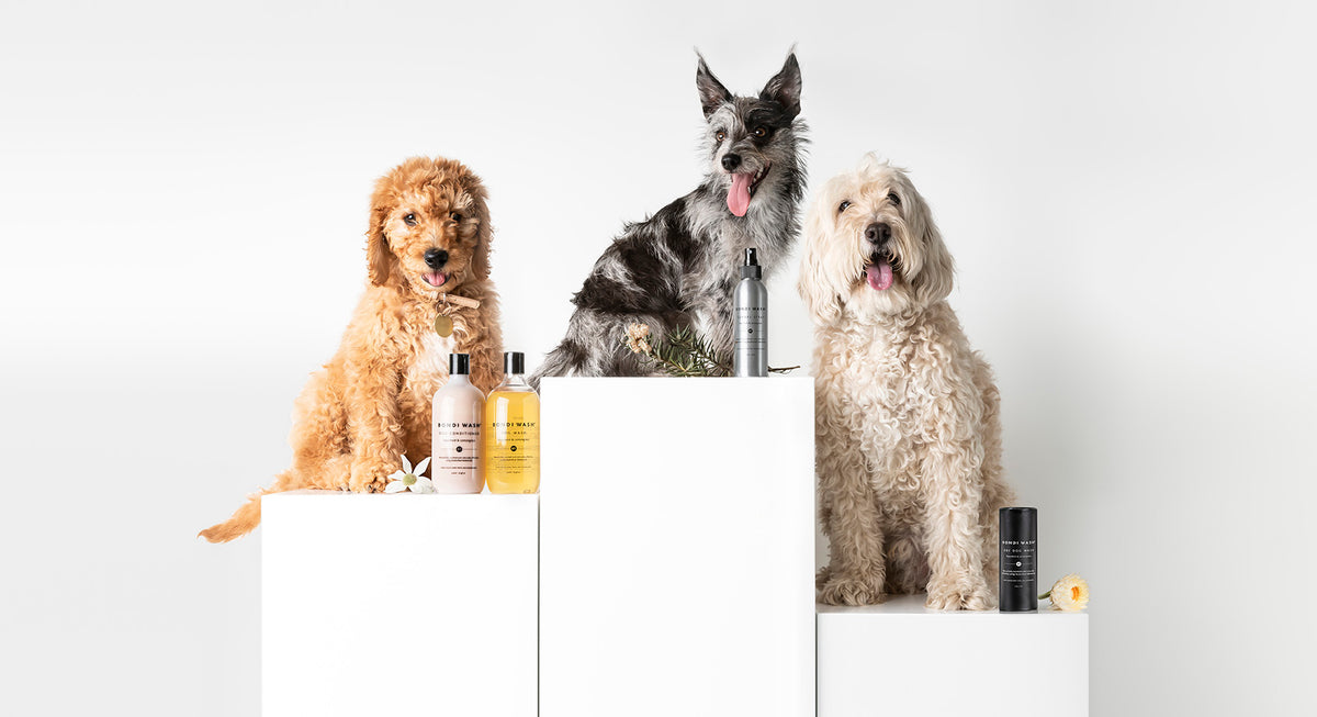 How does the Australian bush recover after fire? | Bondi Wash