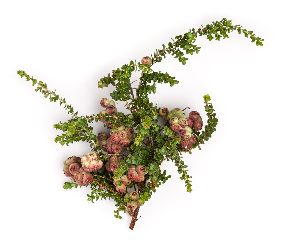 Emu Apple | Bondi Wash