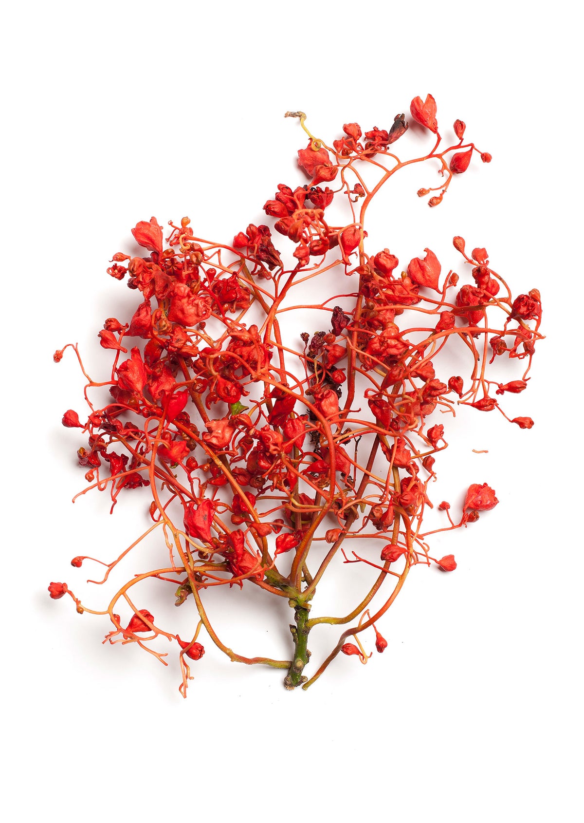 Flame tree | Bondi Wash