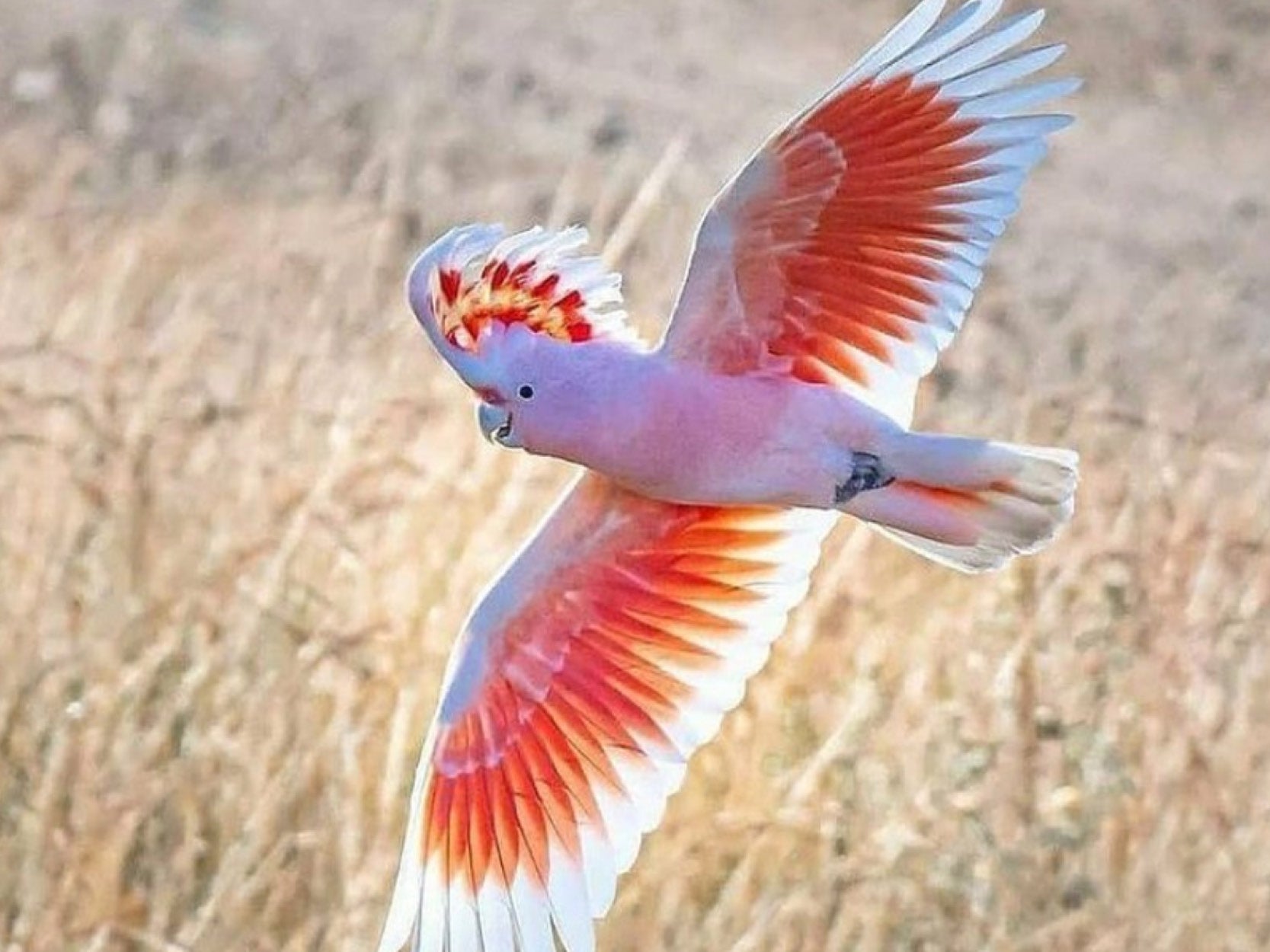 Pretty in Pink - The Major Mitchell's Cockatoo – Bondi Wash
