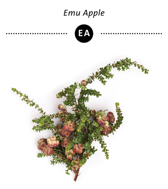 Ingredients – Bondi Wash