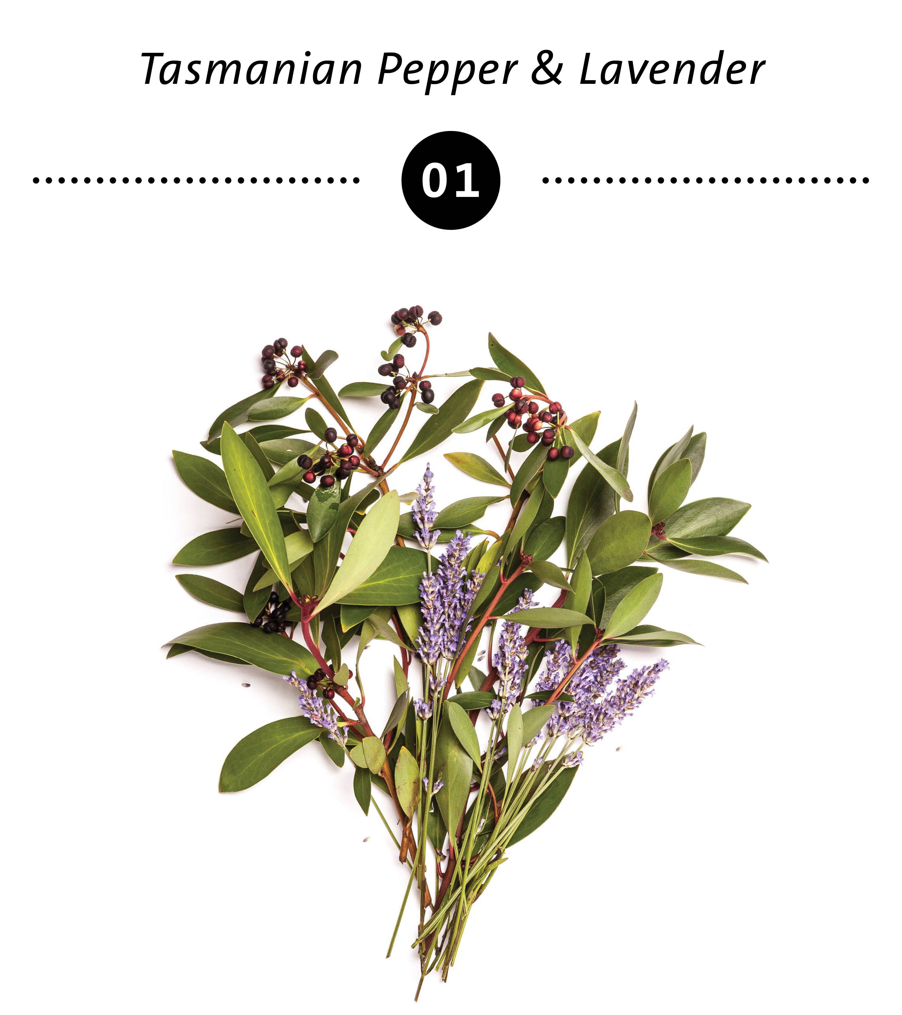 Botanicals – Bondi Wash